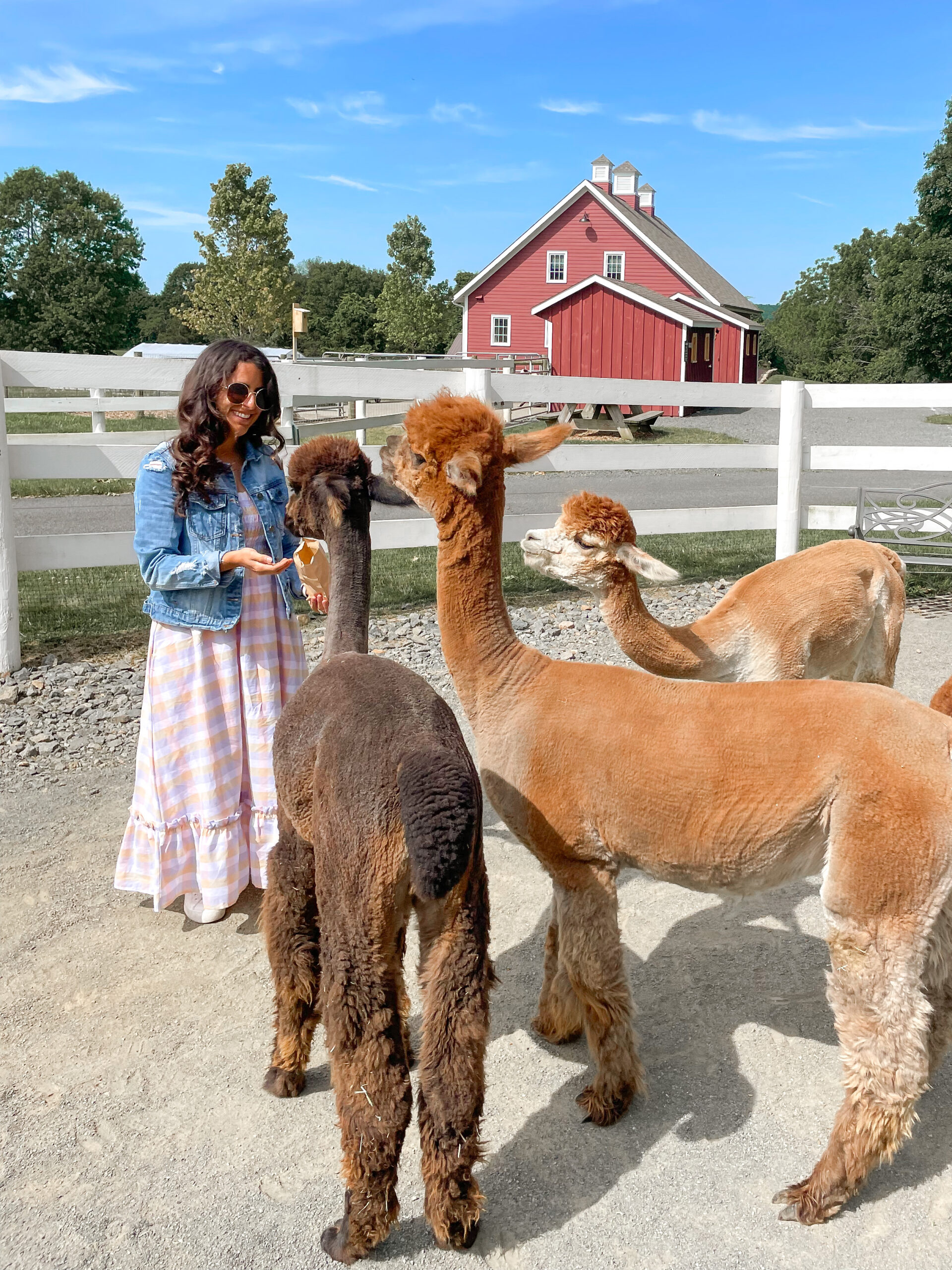 Everything Dee Blue Bird Farm 11 | Visit Somerset County NJ