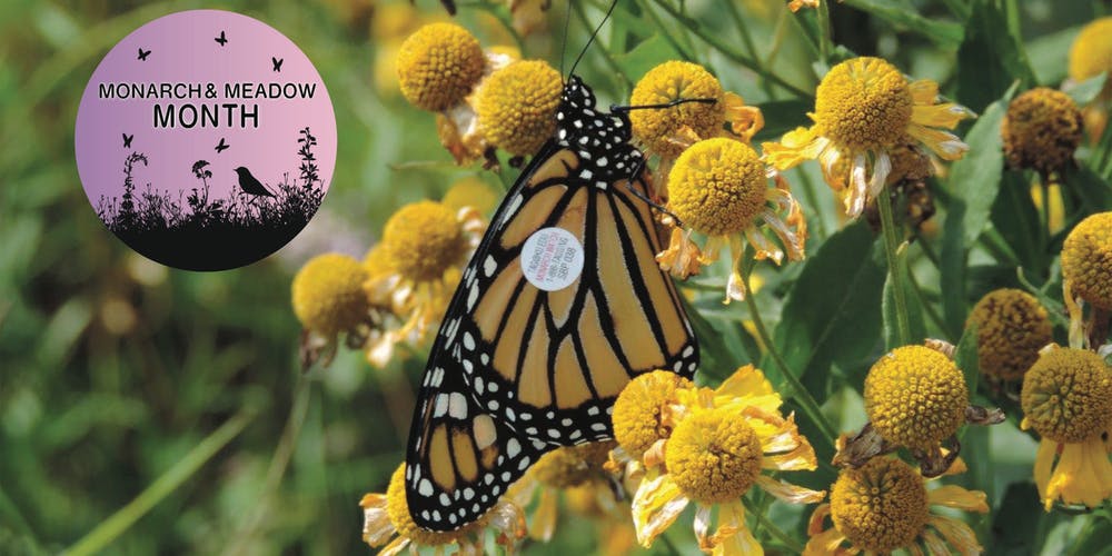Monarch & Meadow Month at Duke Farms | Visit Somerset County NJ