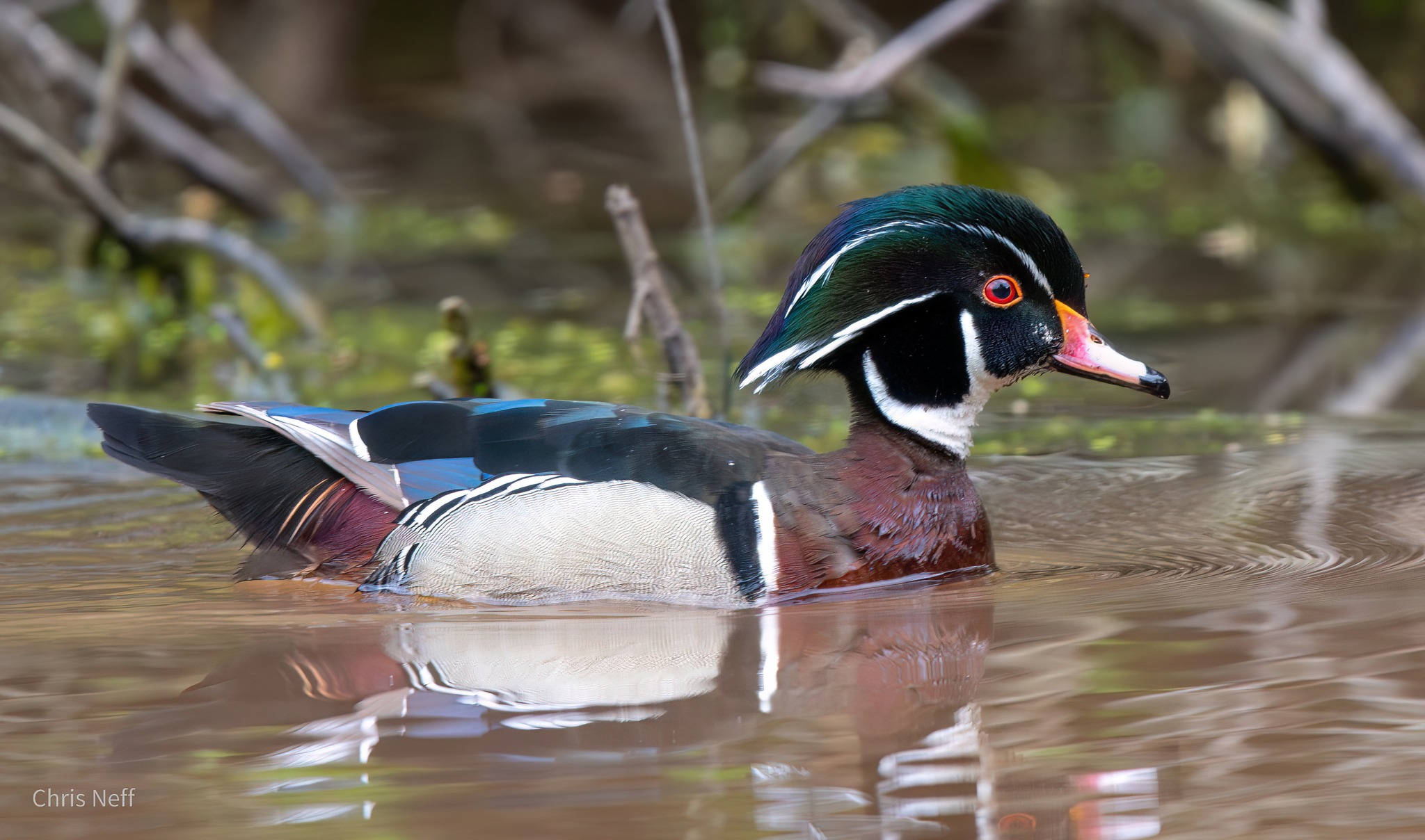 chris neff duck | Visit Somerset County NJ