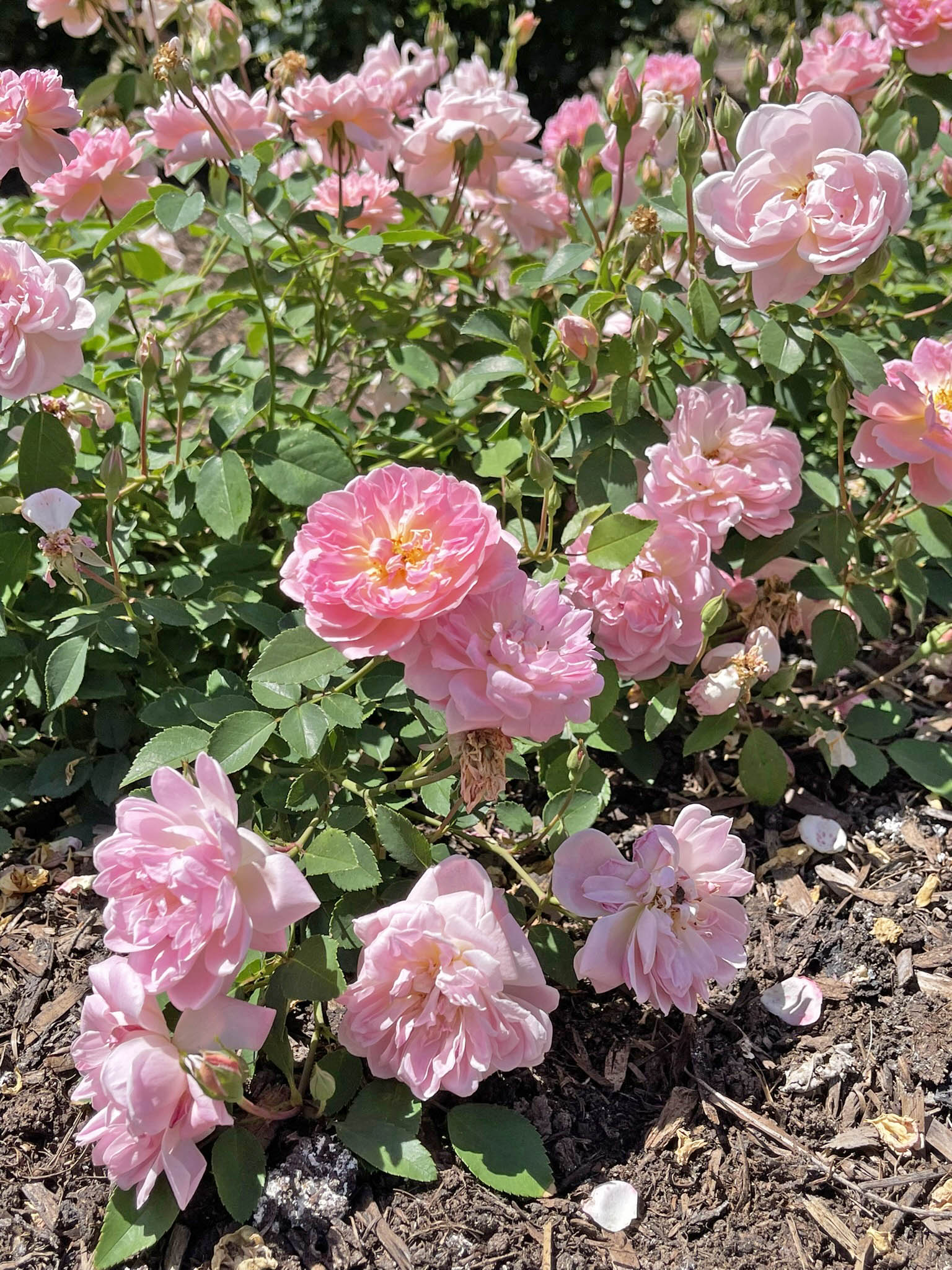 Rose Day Festival Borderer Roses | Visit Somerset County NJ