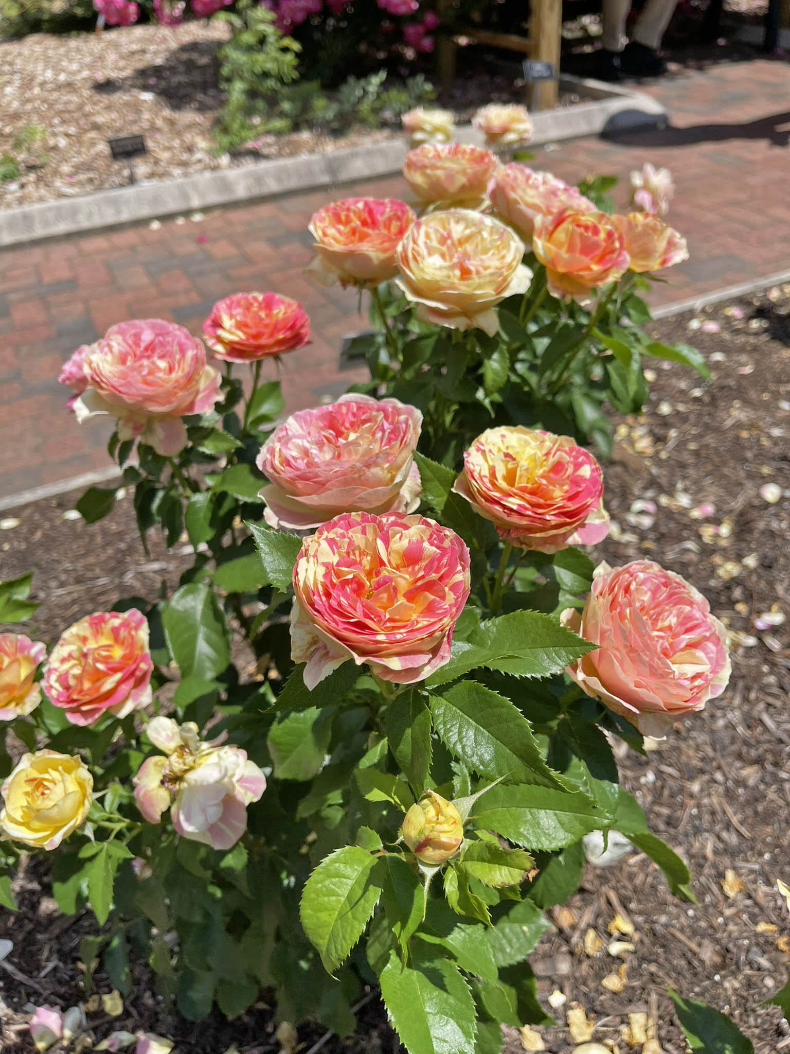 Rose Day Festival Candy Roses | Visit Somerset County NJ