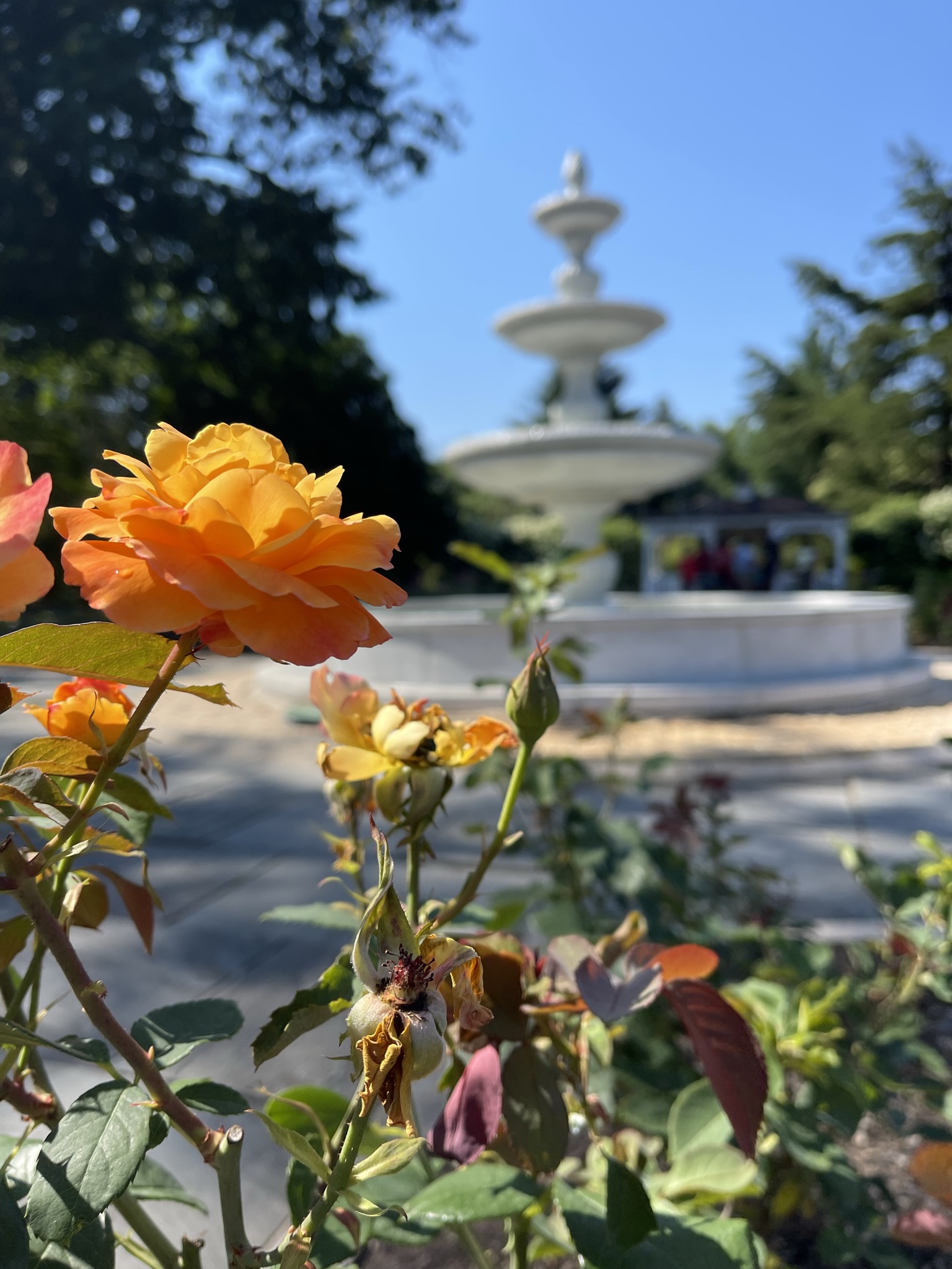 colonial-park-fountain-and-rose | Visit Somerset County NJ